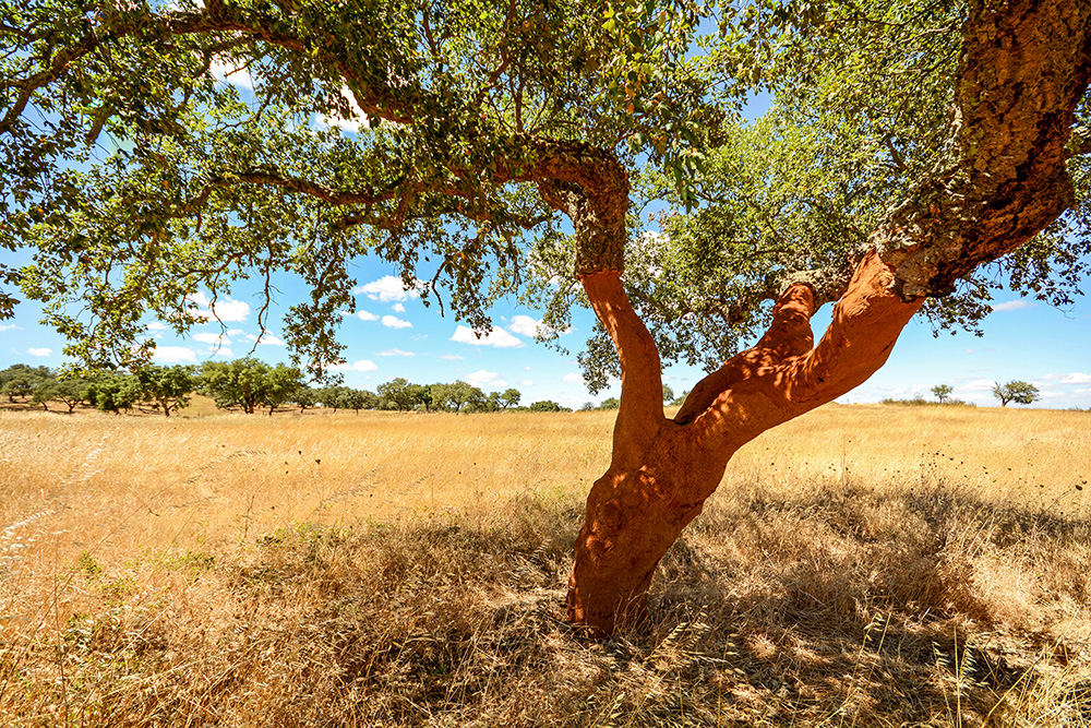 5 coisas que você não sabia sobre a cortiça – Turismo do Alentejo - Blog